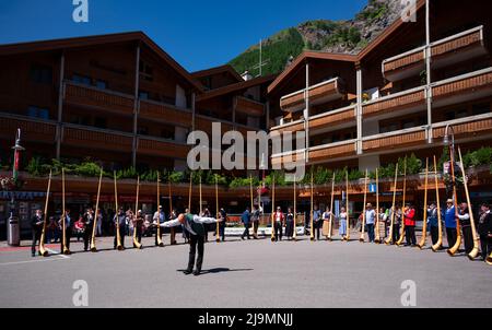 Swiss musicians play the alphorn, a traditional musical instrument ...