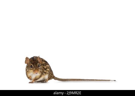 Striped grass mouse, sitting facing front. Looking towards camera eyes ...