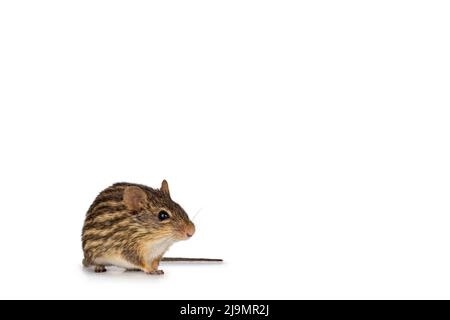 Striped grass mouse, sitting facing front. Looking towards camera ...