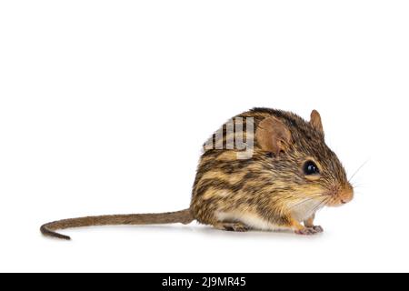 Striped grass mouse, sitting side ways. Looking towards camera ...