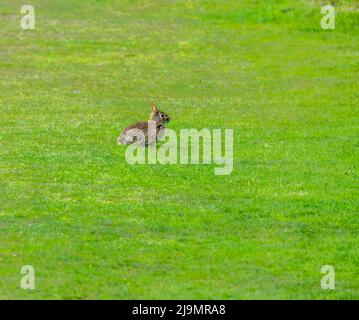 A wild rabbit sits in bright green grass in South Seattle, Washington ...