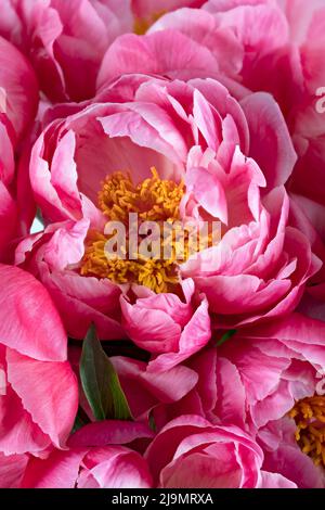 Close-up of a pink peony bloom with layered petals and yellow stamens ...