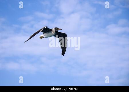 Large white seagull flies in blue sky with clouds, freedom in wild ...
