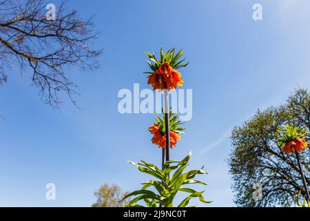 Hosta - Frosted Dimples flowers grow and bloom in the botanical garden ...