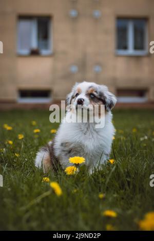 Australian Shepherd cub exploring the garden for the first time. Blue ...