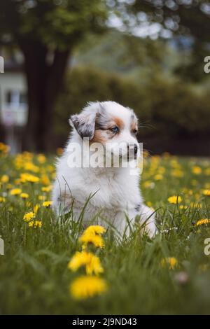 Australian Shepherd cub exploring the garden for the first time. Blue ...
