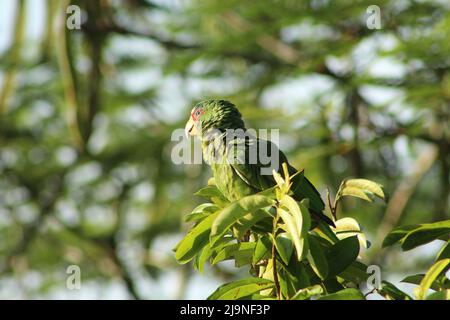 a single White-fronted Parrot (Andres Vasquez) isolated on a natural ...