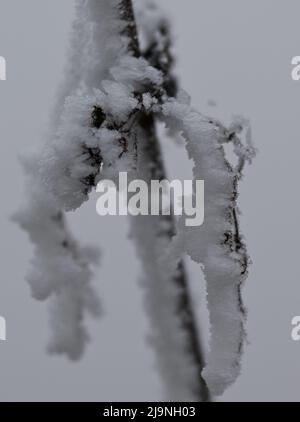 Ast mit Schnee Stock Photo - Alamy
