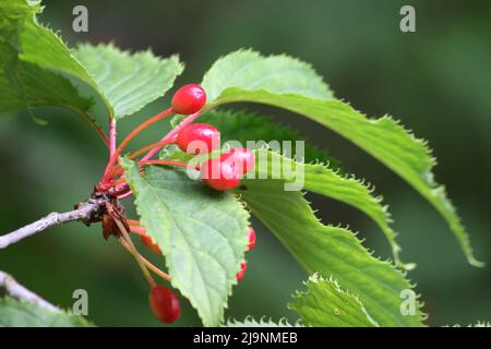 Pin Cherry, Prunus pensylvanica Stock Photo - Alamy