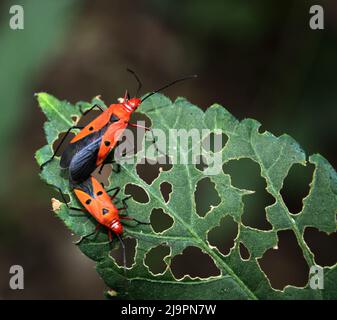 Hibiscus flower, Papua New Guinea Stock Photo - Alamy