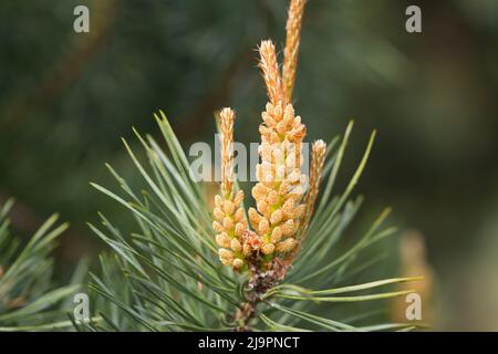 Male pine tree flower Stock Photo - Alamy