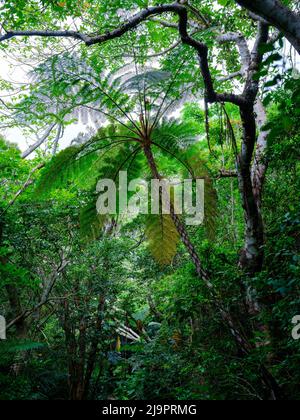 Flying spider monkey tree fern Stock Photo - Alamy