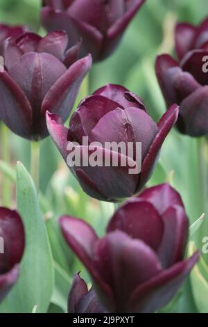 Dark purple Triumph tulips (Tulipa) Nastya bloom in a garden in March ...