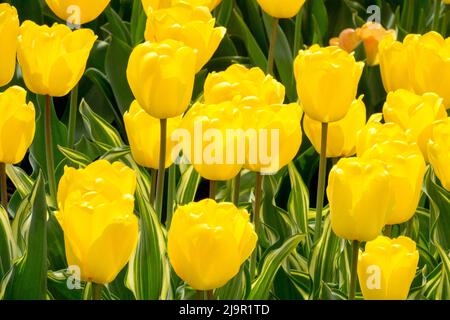 Yellow Darwin Hybrid tulips (Tulipa) Conqueror bloom in a garden in ...