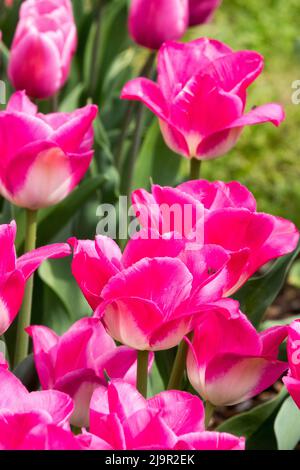 Triumph Tulip 'Gabriella', Triumph Tulip Stock Photo - Alamy