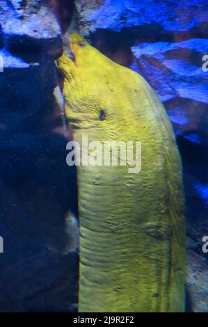 Giant Moray Eel is hidden in Underwater Stock Photo - Alamy