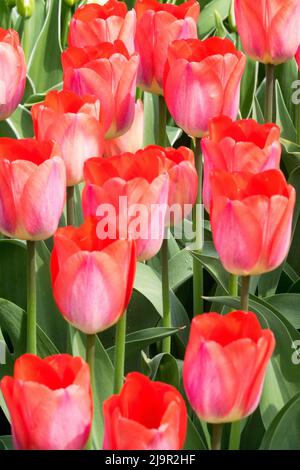 Tulip flowers with beautiful pale red gradation Stock Photo - Alamy