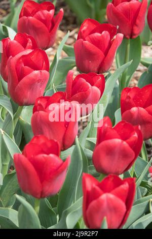 Red Tulips "Pallada" Tulip Stock Photo - Alamy