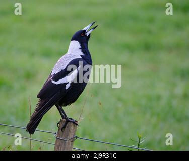 Australian magpie singing while perched on a tree branch, with the ...