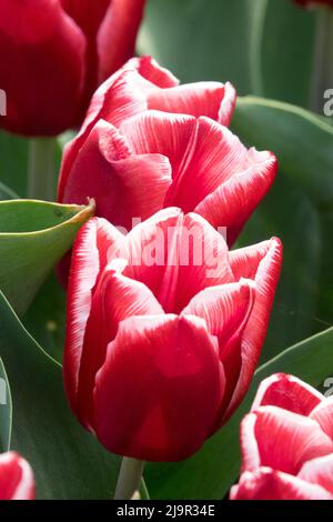 Red and white Triumph tulips (Tulipa) Spryng Sunset bloom in a garden ...