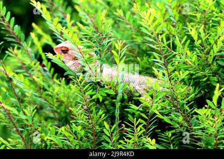 Indian garden lizard with spiny back Stock Photo - Alamy