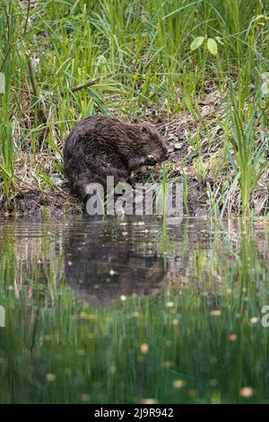 cute young beaver gnawing on a stick in the Aare in Belpau Stock Photo ...