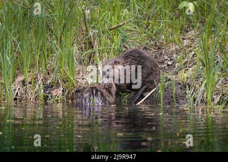 two cute young beavers kissing in the Aare in Belpau Stock Photo - Alamy