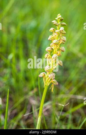 Orchis anthropophora (formerly Aceras anthropophorum), the man orchid ...