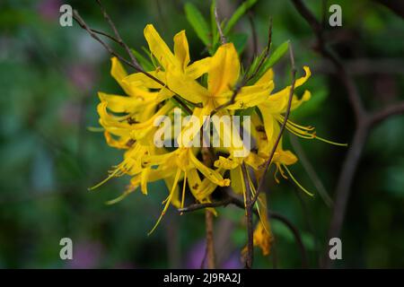 Yellow flowering azalea (Rhododendron luteum Stock Photo - Alamy