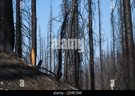 Fire Swept Forests in the Cascade Mountains Stock Photo - Alamy