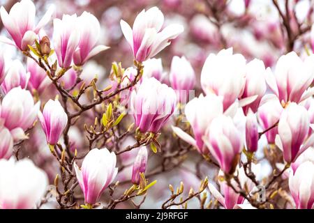 Spring floral background, beautiful bloomed light, pink magnolia ...