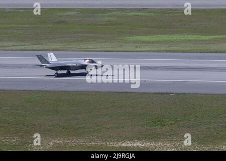 Photo taken on April 4, 2022 shows Oxeye daisy (lat. Leucanthemum ...