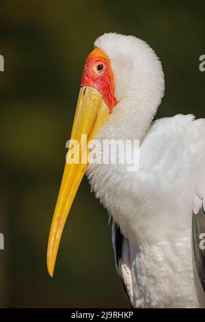Yellow-billed Stork, Masai Mara, Kenya, Africa Stock Photo - Alamy