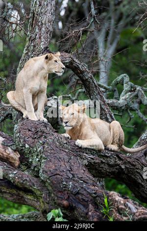 Two juvenile lions in a tree. The Ishasha sector of Queen Elizabeth ...