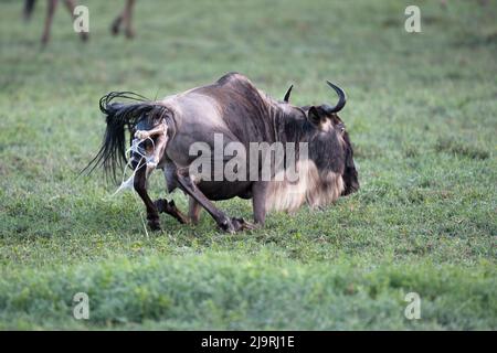 Africa, Tanzania. A blue wildebeest gives birth Stock Photo - Alamy
