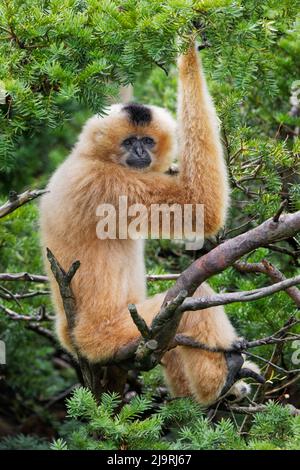 Buff-cheeked Gibbon (Nomascus gabriellae) male, Singapore Zoo ...