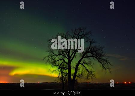 Canada, Manitoba, Grande Pointe. Northern lights silhouette plains ...