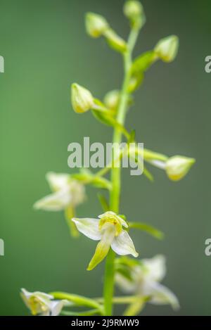Platanthera chlorantha, known as Greater butterfly-orchid, Greater ...