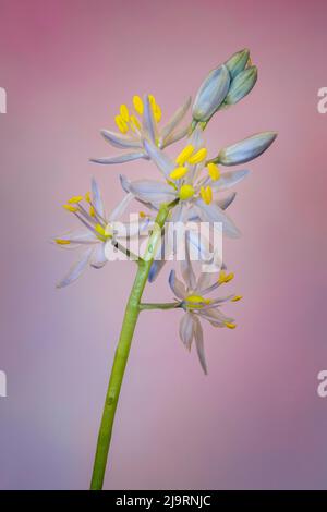 Atlantic camas (Camassia scilloides Stock Photo - Alamy