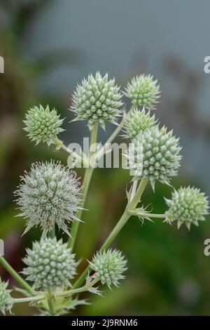 Button snake-root, rattlesnake master (Eryngium yuccifolium) flowers ...