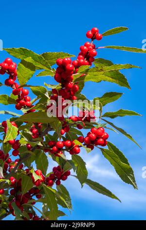 Common winterberry, Winterberry holly (Ilex verticillata 'Citronella ...