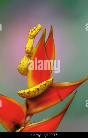 yellow baby python Stock Photo - Alamy