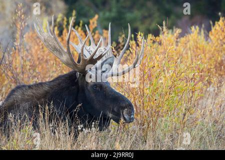 Bull Shiras Moose in Autumn Stock Photo - Alamy