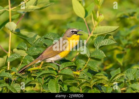 Yellow-breasted chat singing, Marion County, Illinois Stock Photo - Alamy