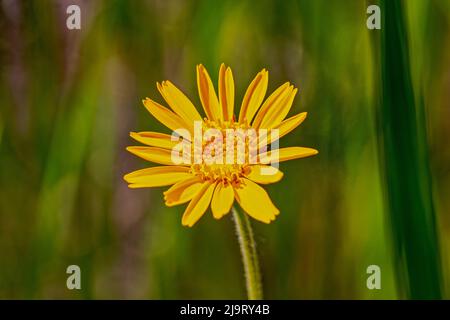 A young Arrowleaf Balsamroot (Balsamorhiza sagittata) plant, growing in ...