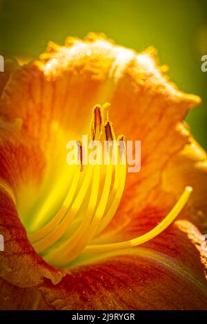 USA, Colorado, Fort Collins. Lily flower Stock Photo - Alamy