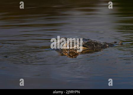 American alligator from eye level with water, Myakka River State Park ...