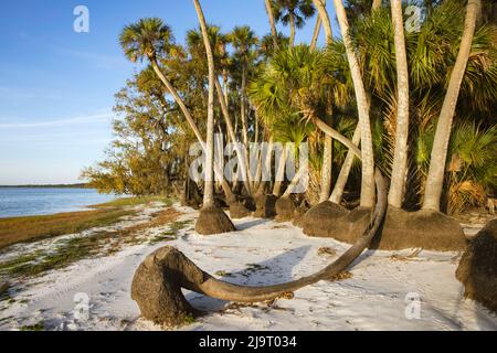 Sable palm tree along shoreline of Harney Lake at sunset, Florida Stock ...