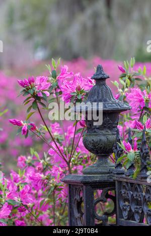 Iron fence and azaleas in full bloom, Bonaventure Cemetery, Savannah ...