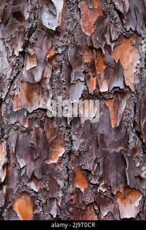USA, Georgia, Savannah. Tree bark on a pine tree Stock Photo - Alamy